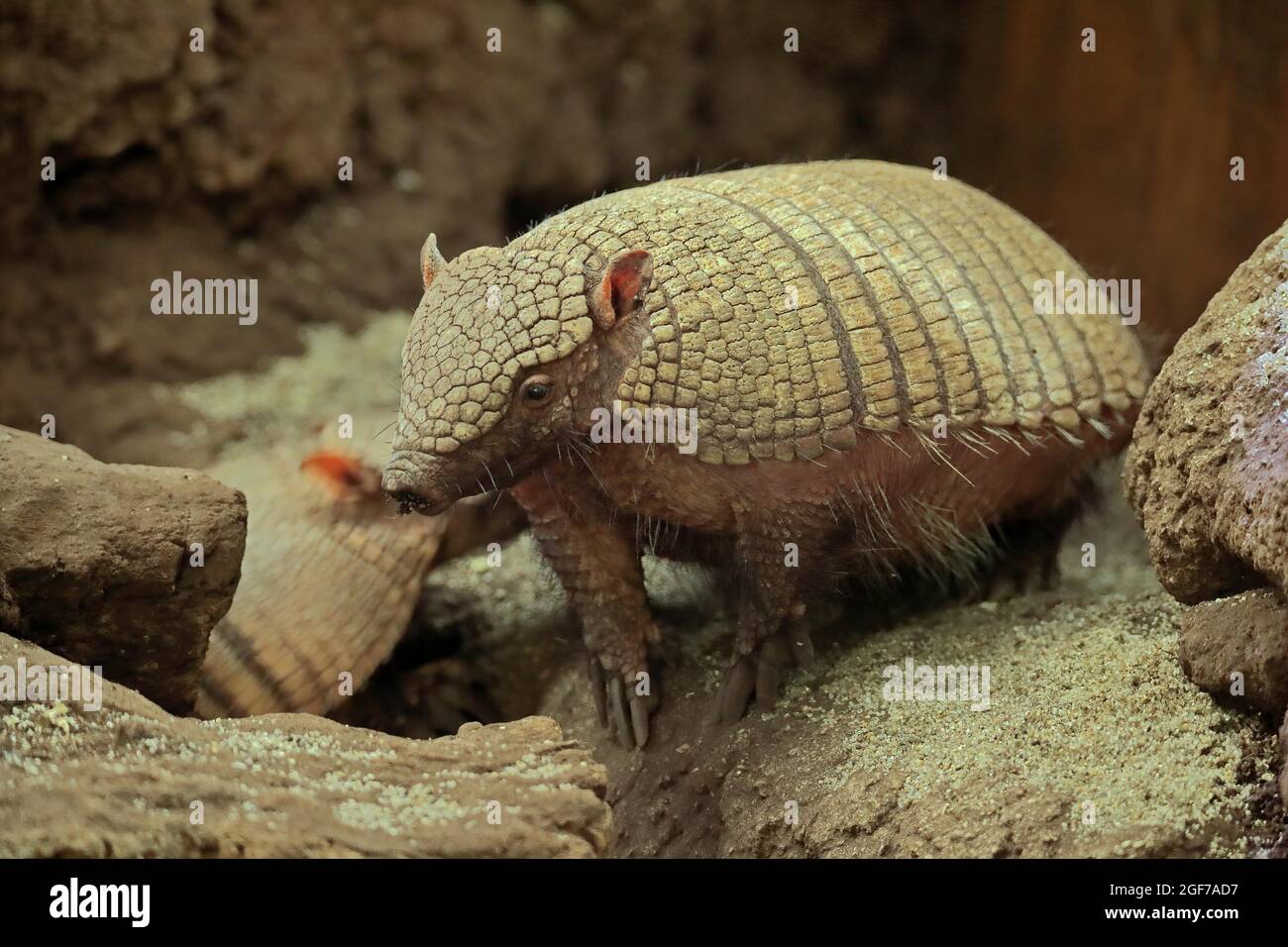 Big hairy armadillo (Chaetophractus villosus), adult, two animals ...