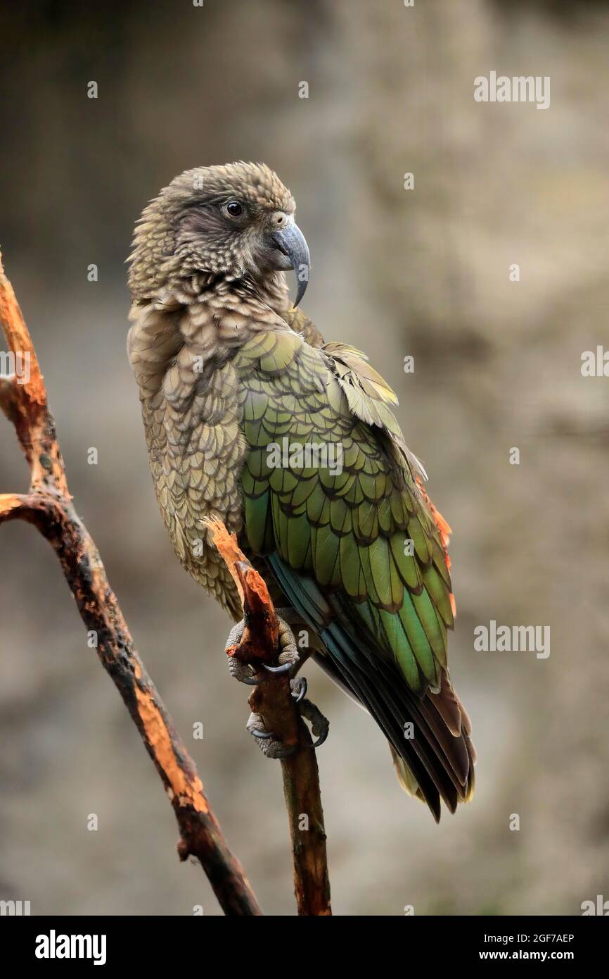 Kea (Nestor notabilis), Kea, adult, on watch, captive, New Zealand ...