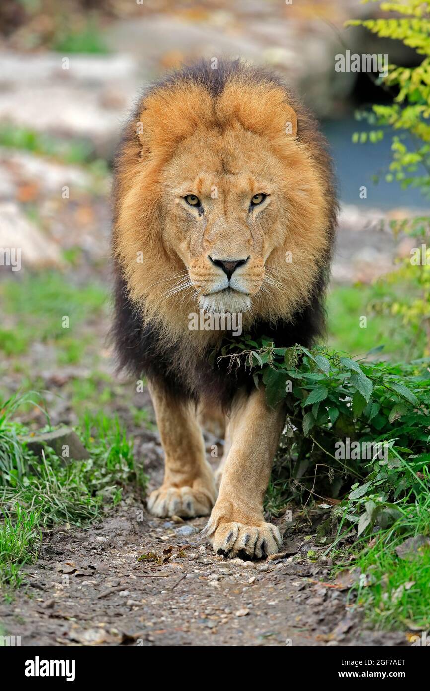 Lion (Panthera leo), adult, male, running, alert, captive Stock Photo ...