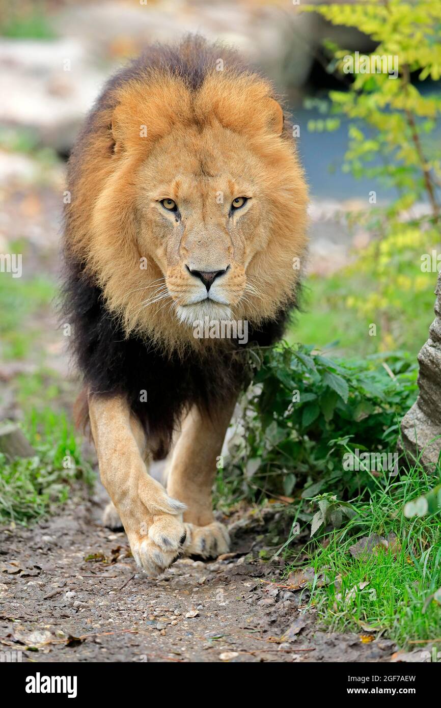 Lion (Panthera leo), adult, male, running, alert, captive Stock Photo ...