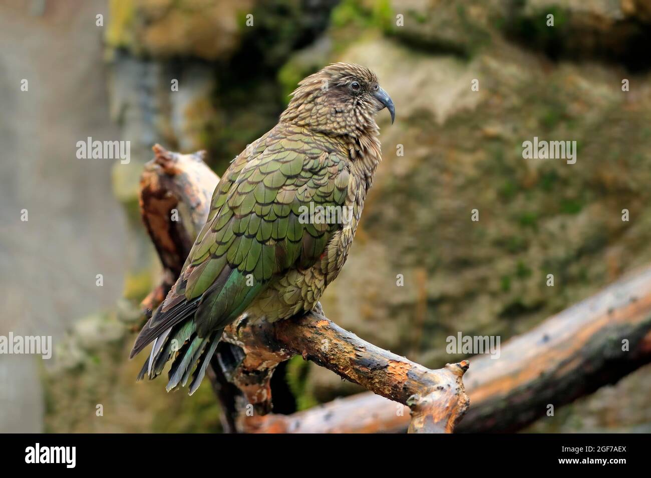 Kea (Nestor notabilis), Kea, adult, on watch, captive, New Zealand ...