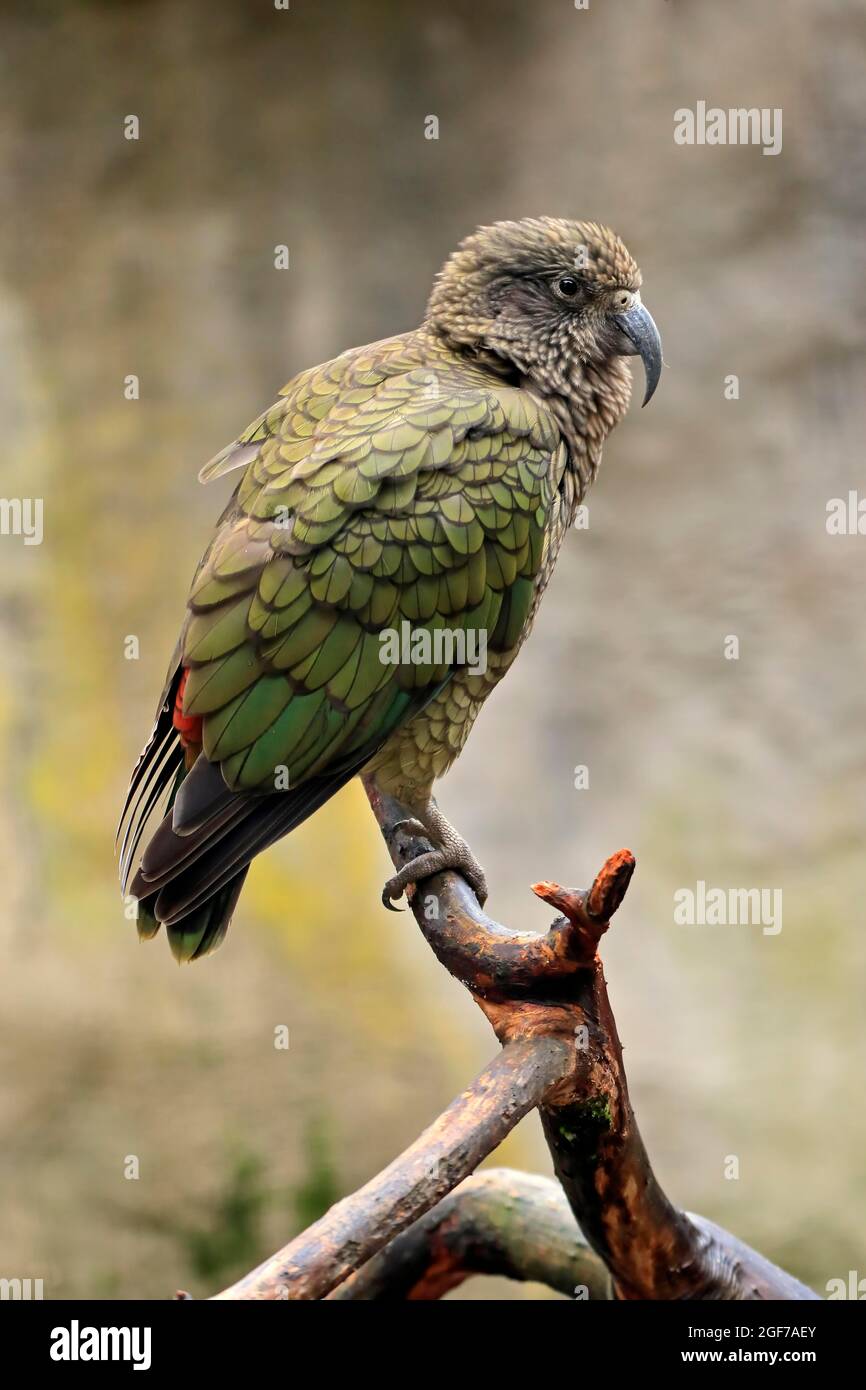 Kea (Nestor notabilis), Kea, adult, on watch, captive, New Zealand ...