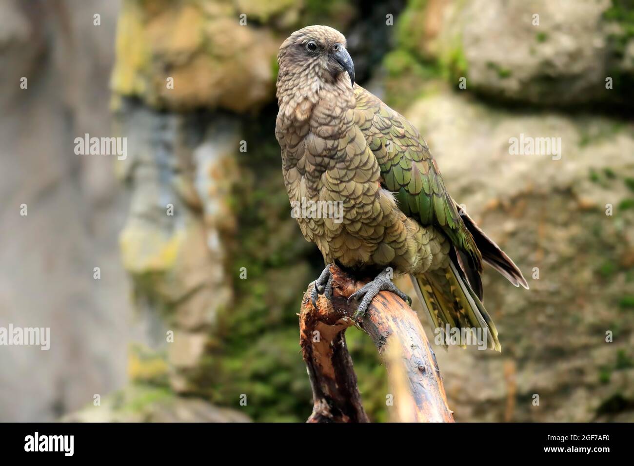 Kea (Nestor notabilis), Kea, adult, on watch, captive, New Zealand ...