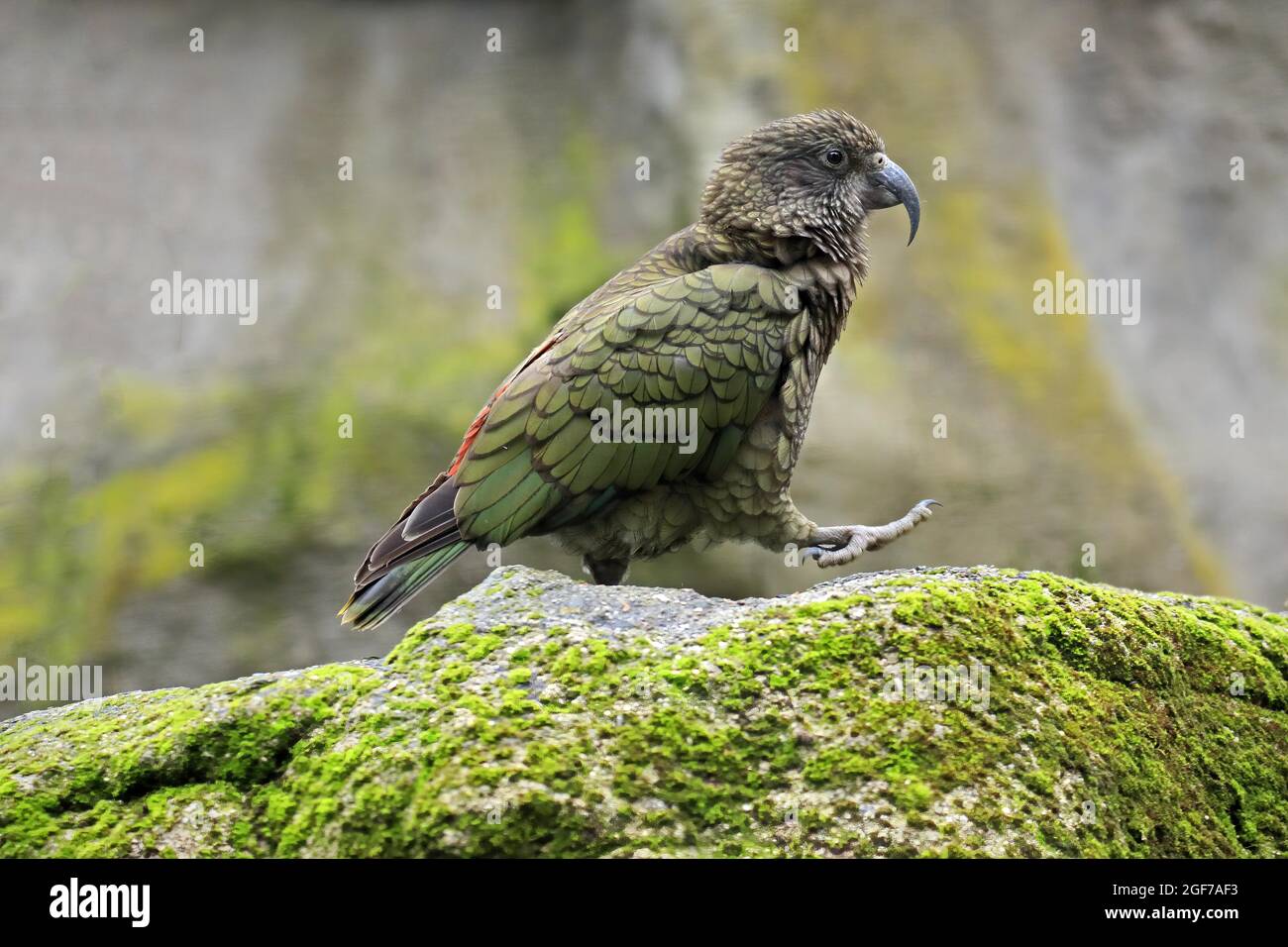 Kea (Nestor notabilis), Kea, adult, on rocks, running, captive, New ...
