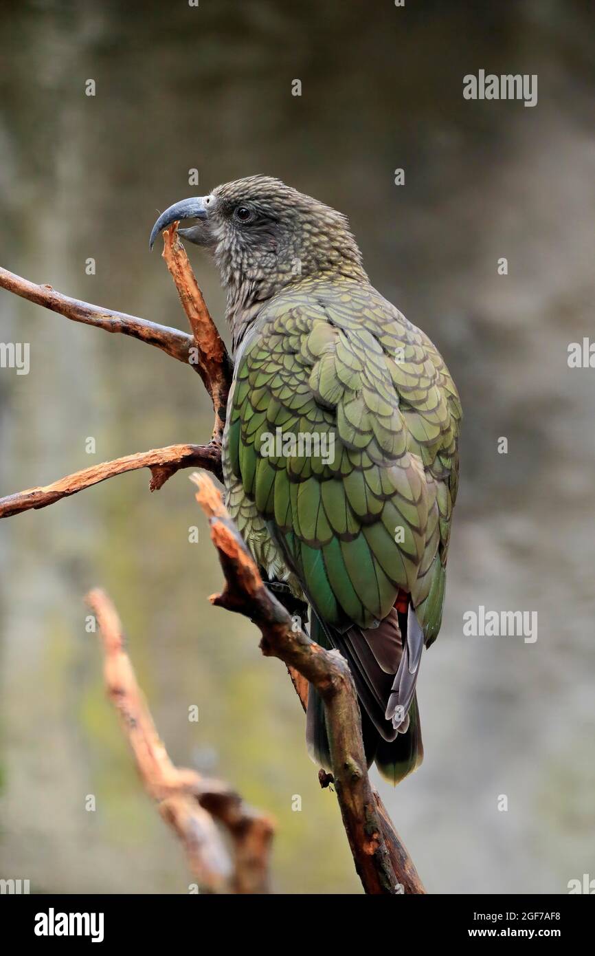 Kea (Nestor notabilis), Kea, adult, on watch, captive, New Zealand ...