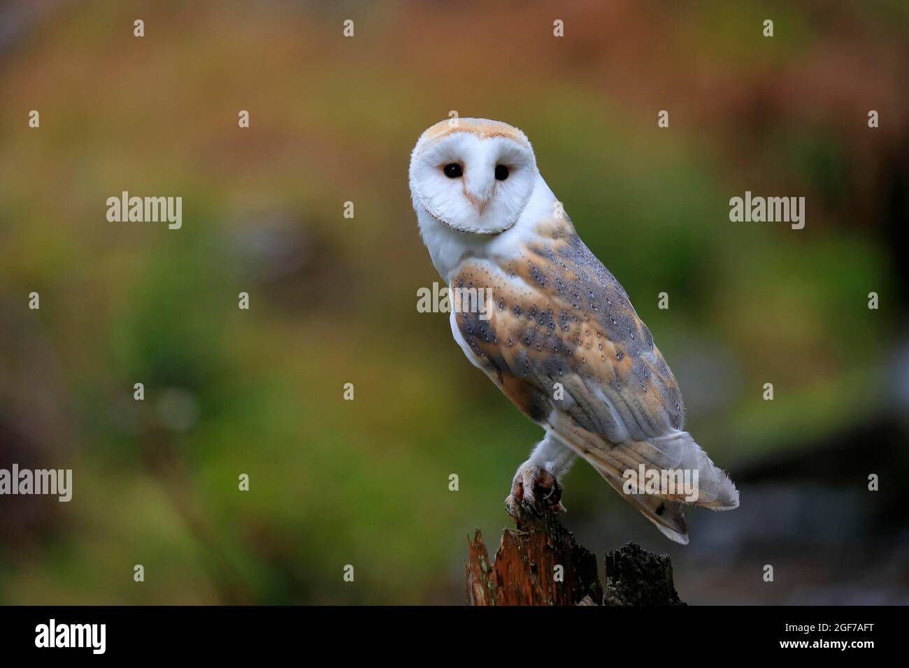 Common barn owl (Tyto alba), adult, alert, in autumn, waiting, Bohemian Forest, Czech Republic ...