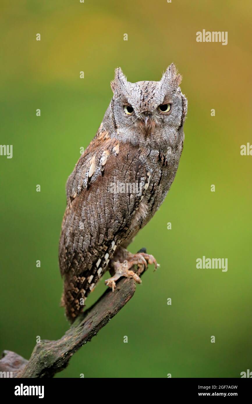 European scops owl (Otus scops), adult, waiting, autumn, alert ...
