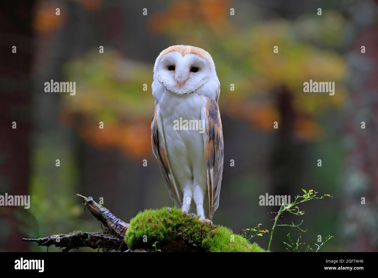 Common barn owl (Tyto alba), adult, alert, in autumn, waiting, Bohemian Forest, Czech Republic ...