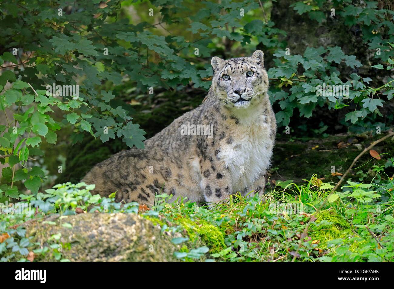 Snow leopard (Uncia uncia), adult, alert, endangered species, captive ...