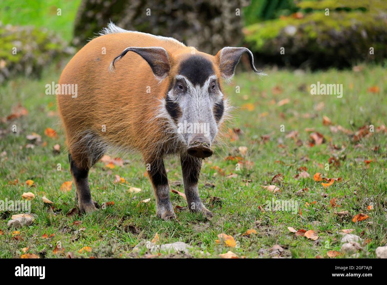 Brush eared pig hi-res stock photography and images - Alamy