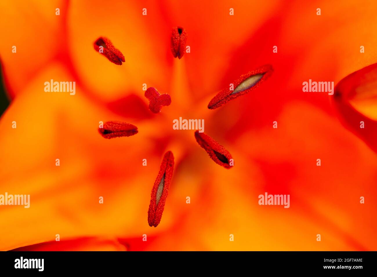 Flower red garden lily, Germany Stock Photo - Alamy