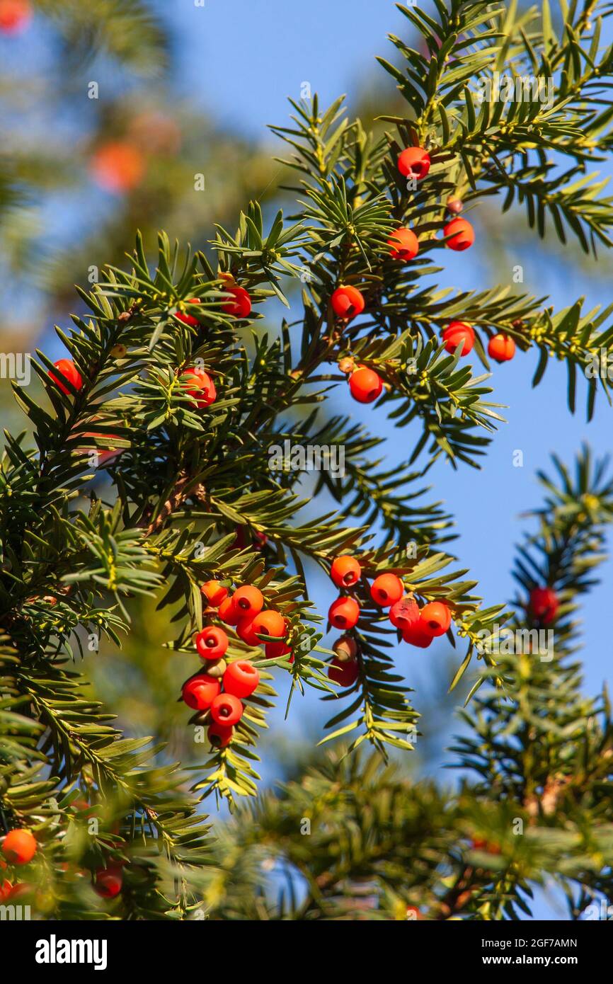 English yew (Taxus baccata), Germany Stock Photo - Alamy