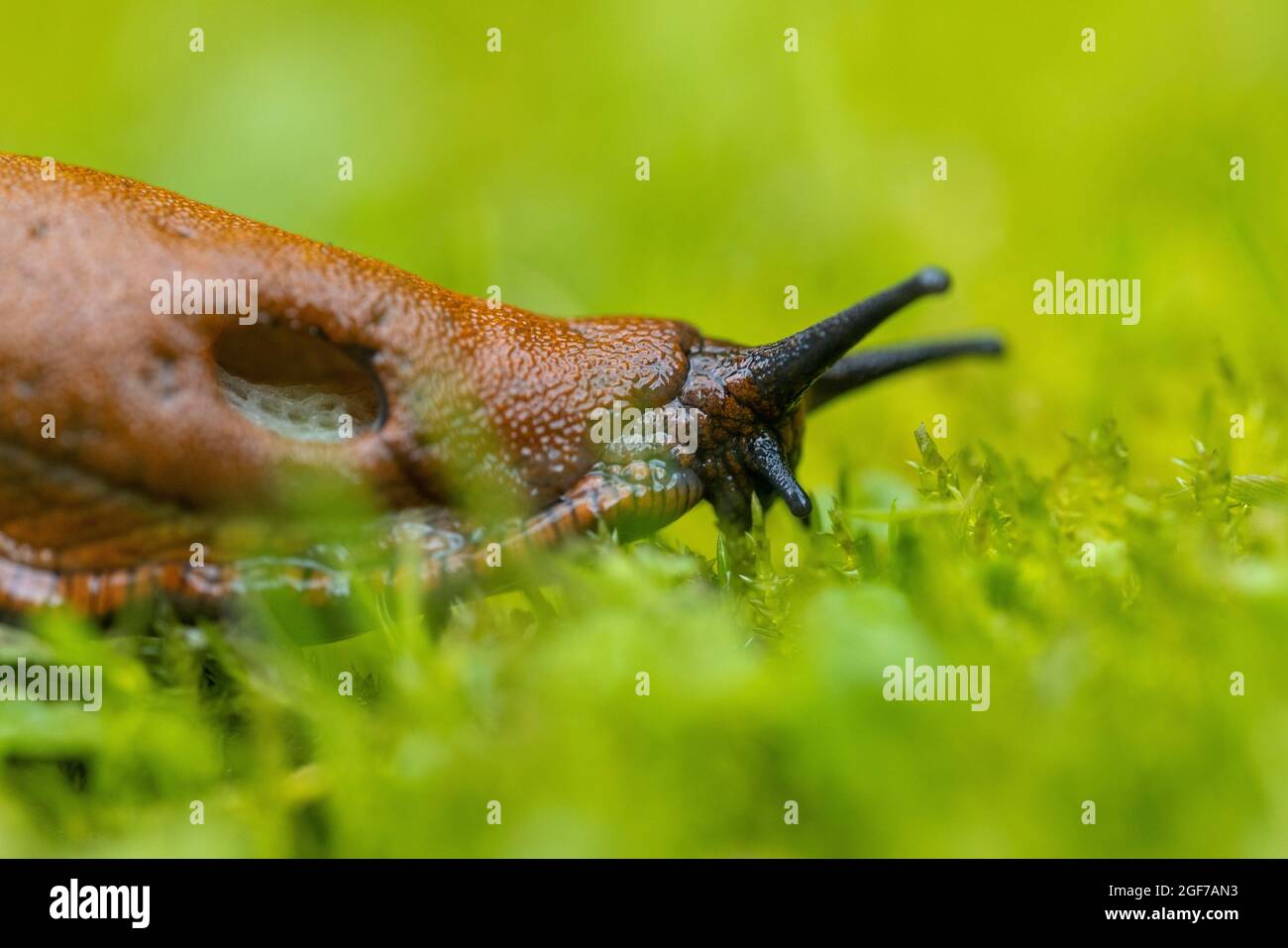 Red slug (Arion rufus), Germany Stock Photo - Alamy