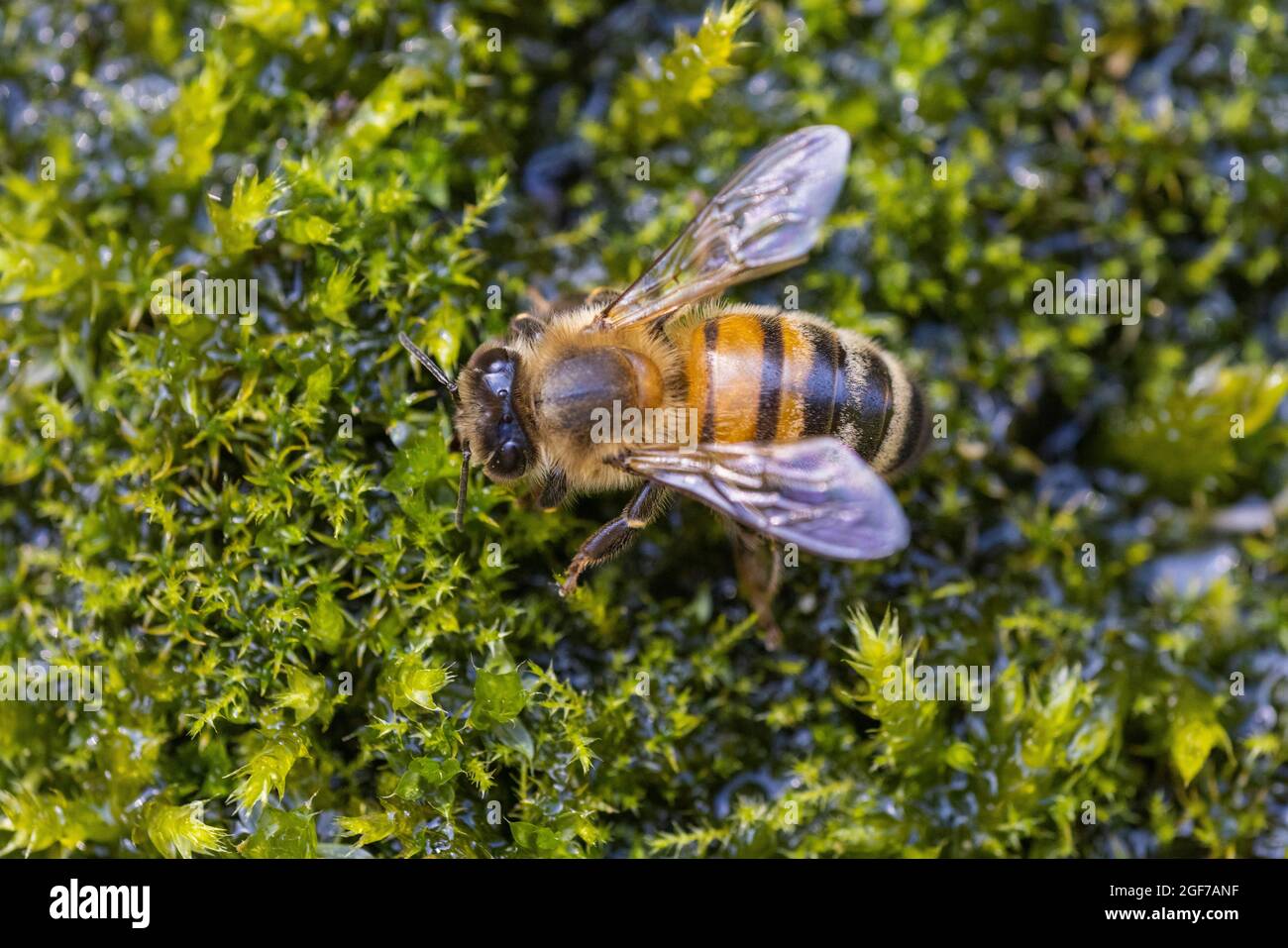 Honey Bee (Apis), Germany Stock Photo - Alamy