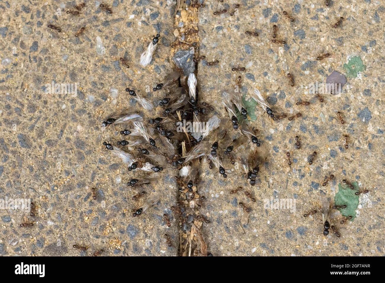 Ants swarm out of the burrow for the nuptial flight, Germany Stock ...