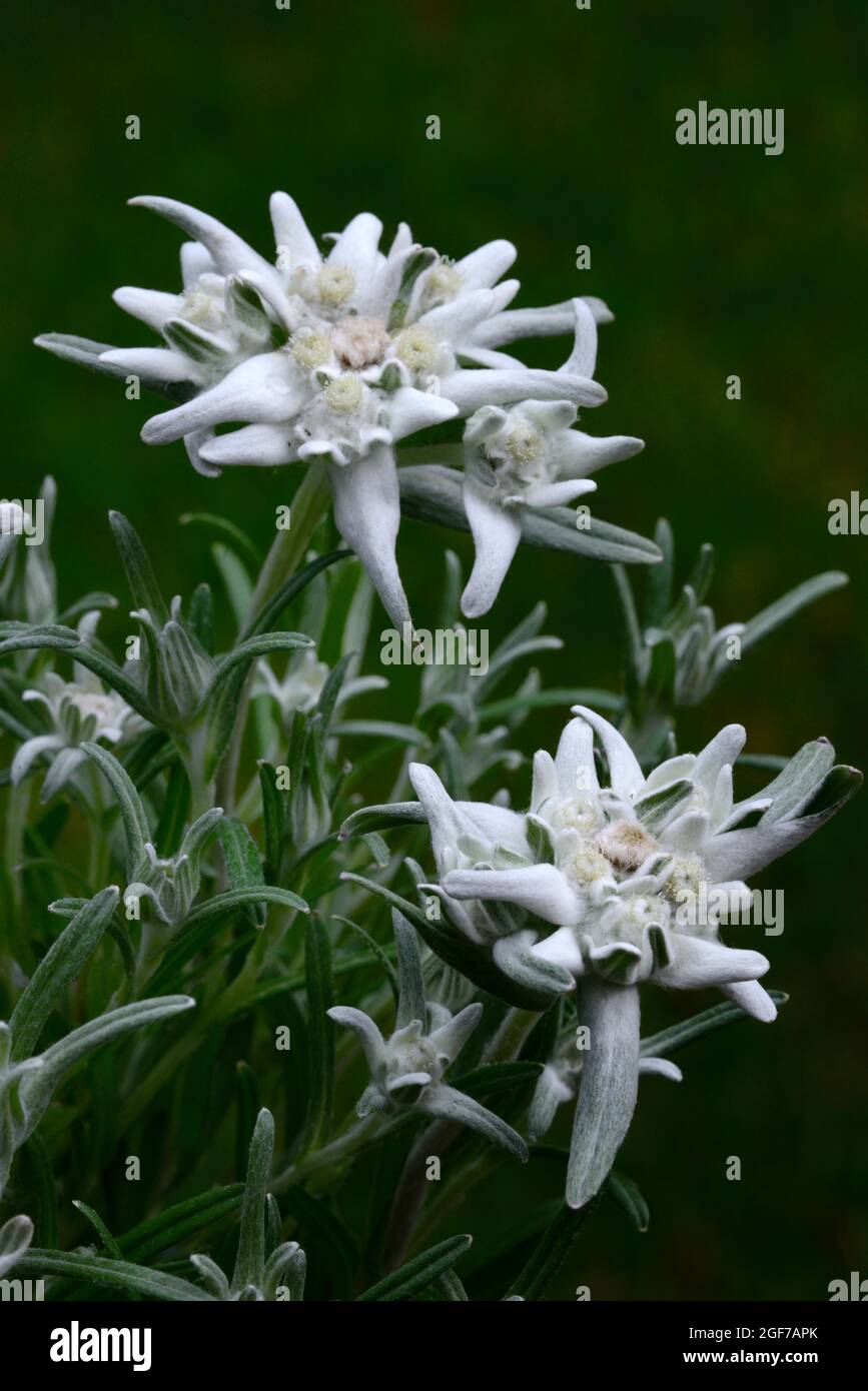 Edelweiss, Blossoms, Germany Stock Photo - Alamy
