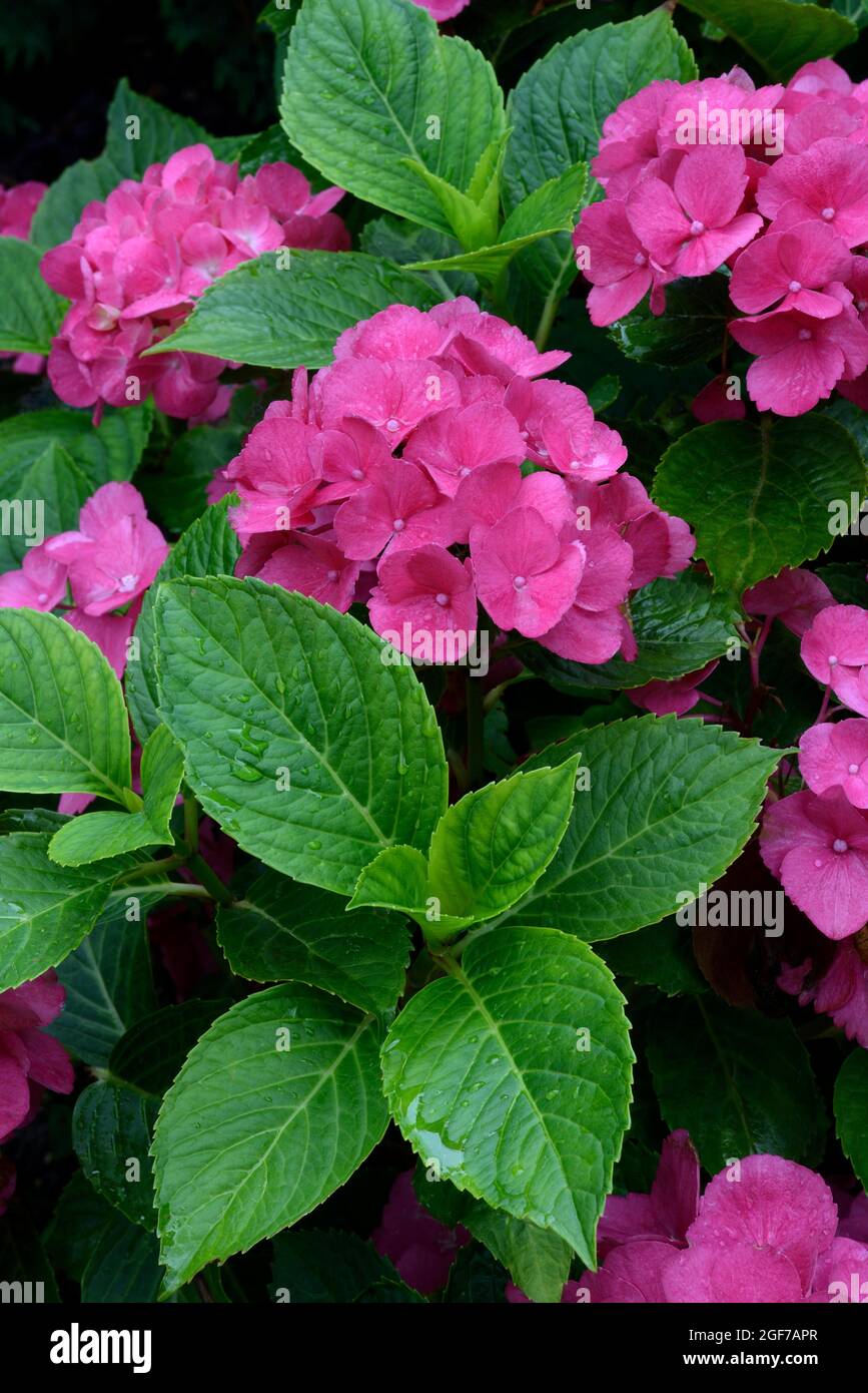 Bigleaf Hydrangea (Hydrangea macrophylla), flowering, Germany Stock ...