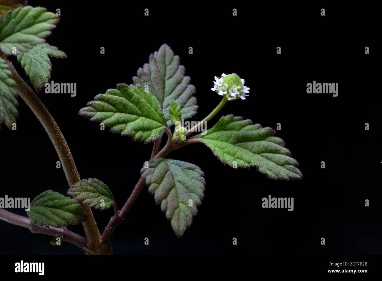 Aztec sweet herb, Lippia dulcis, Germany Stock Photo - Alamy