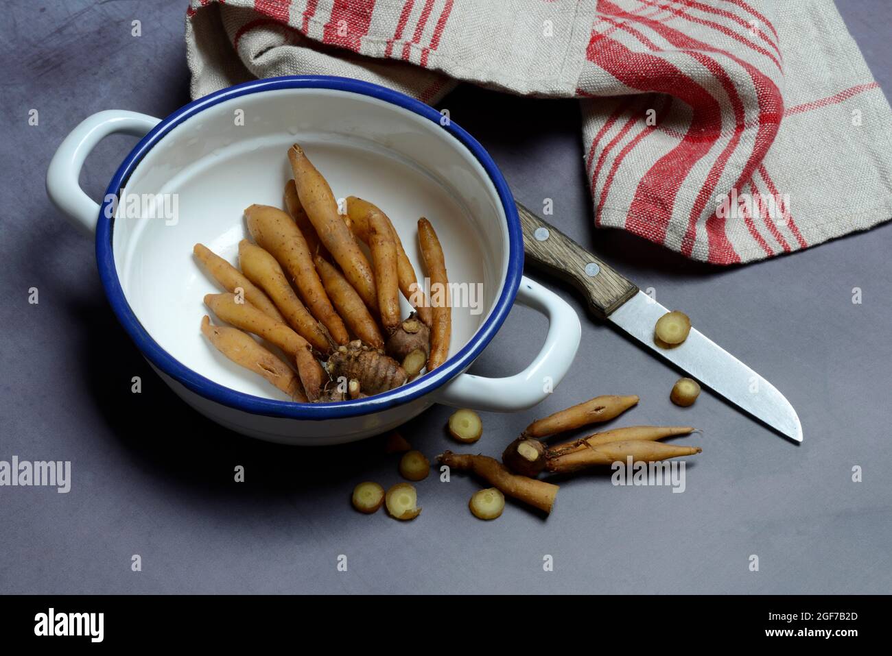 Fingerroot in shell, Chinese ginger (Boesenbergia rotunda), Germany ...