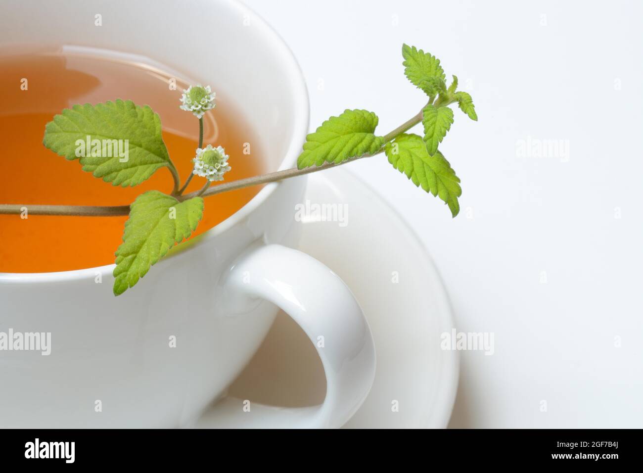 Aztec sweet herb and cup of tea, Germany Stock Photo - Alamy