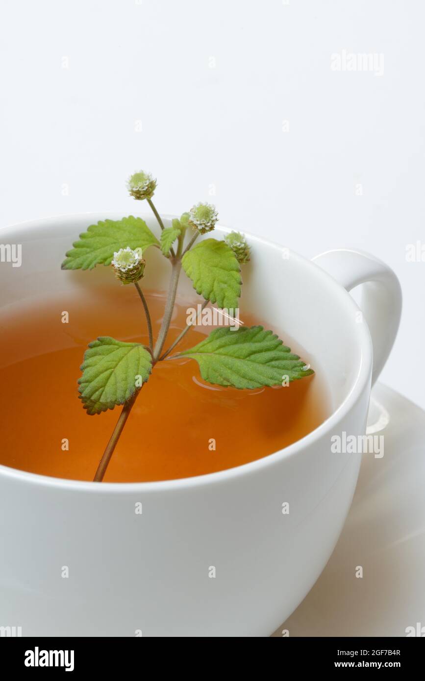 Aztec food hi-res stock photography and images - Alamy