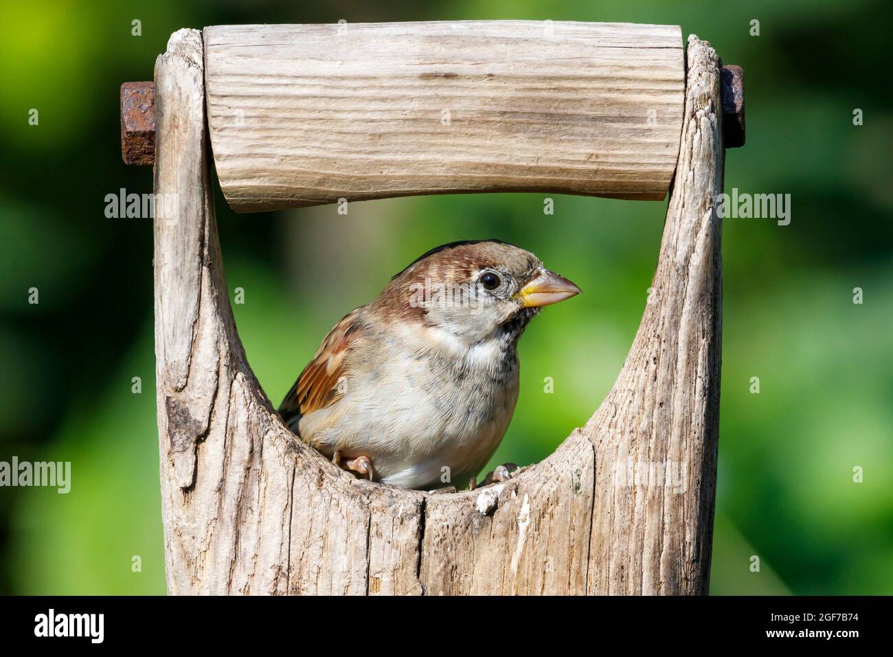 A House Sparrow (Passer domesticus) sits on a garden tool in the ...
