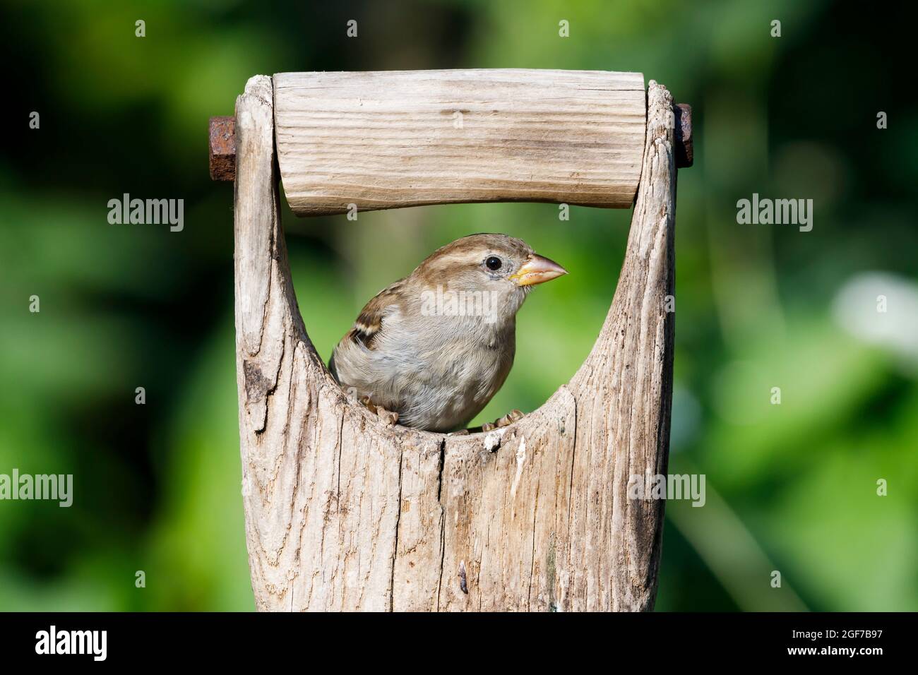 A House Sparrow (Passer domesticus) sits on a garden tool in the ...