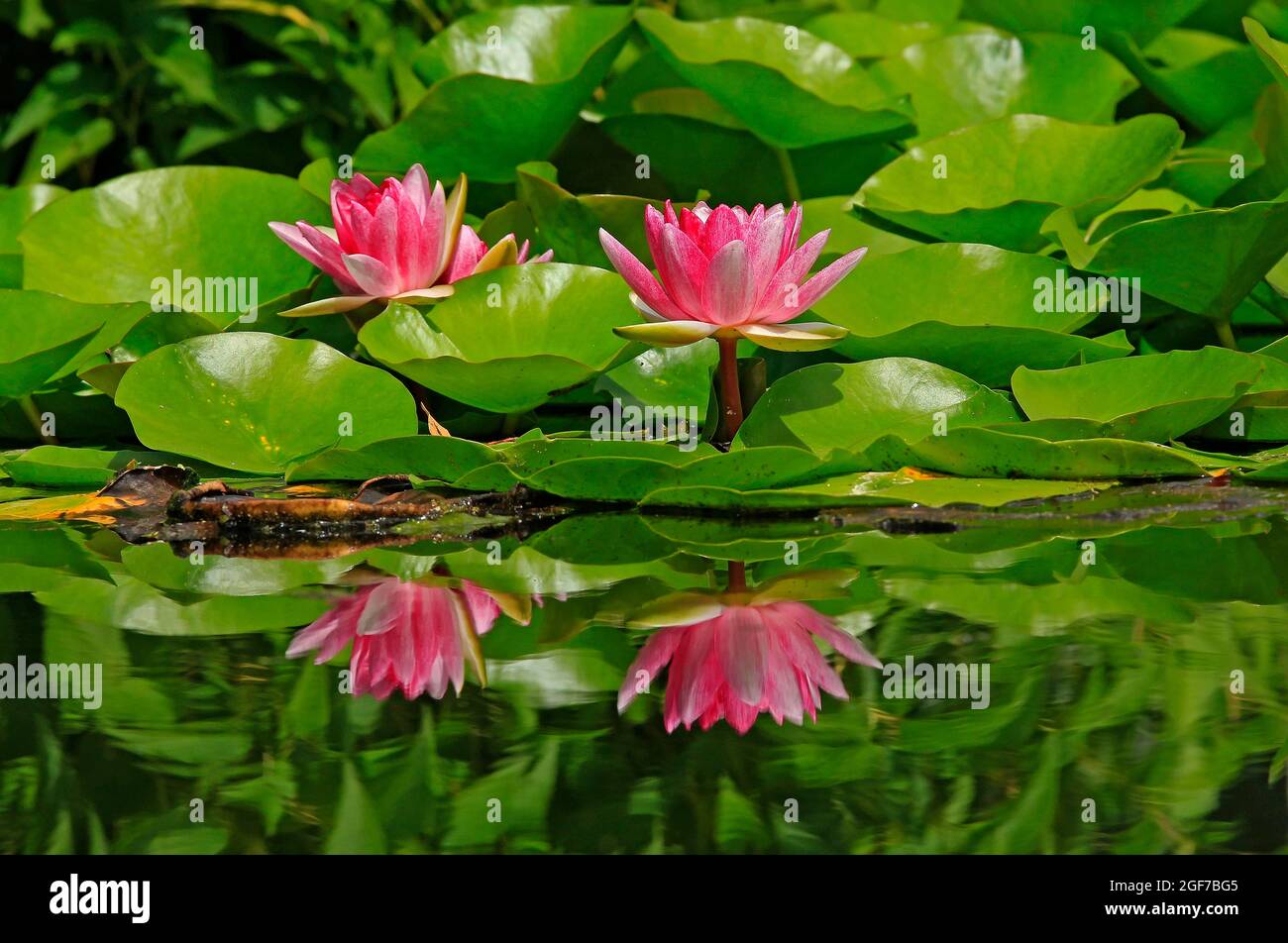 Water lily (Nymphaea hybrid), pink flowering variety Perry's Baby Red ...