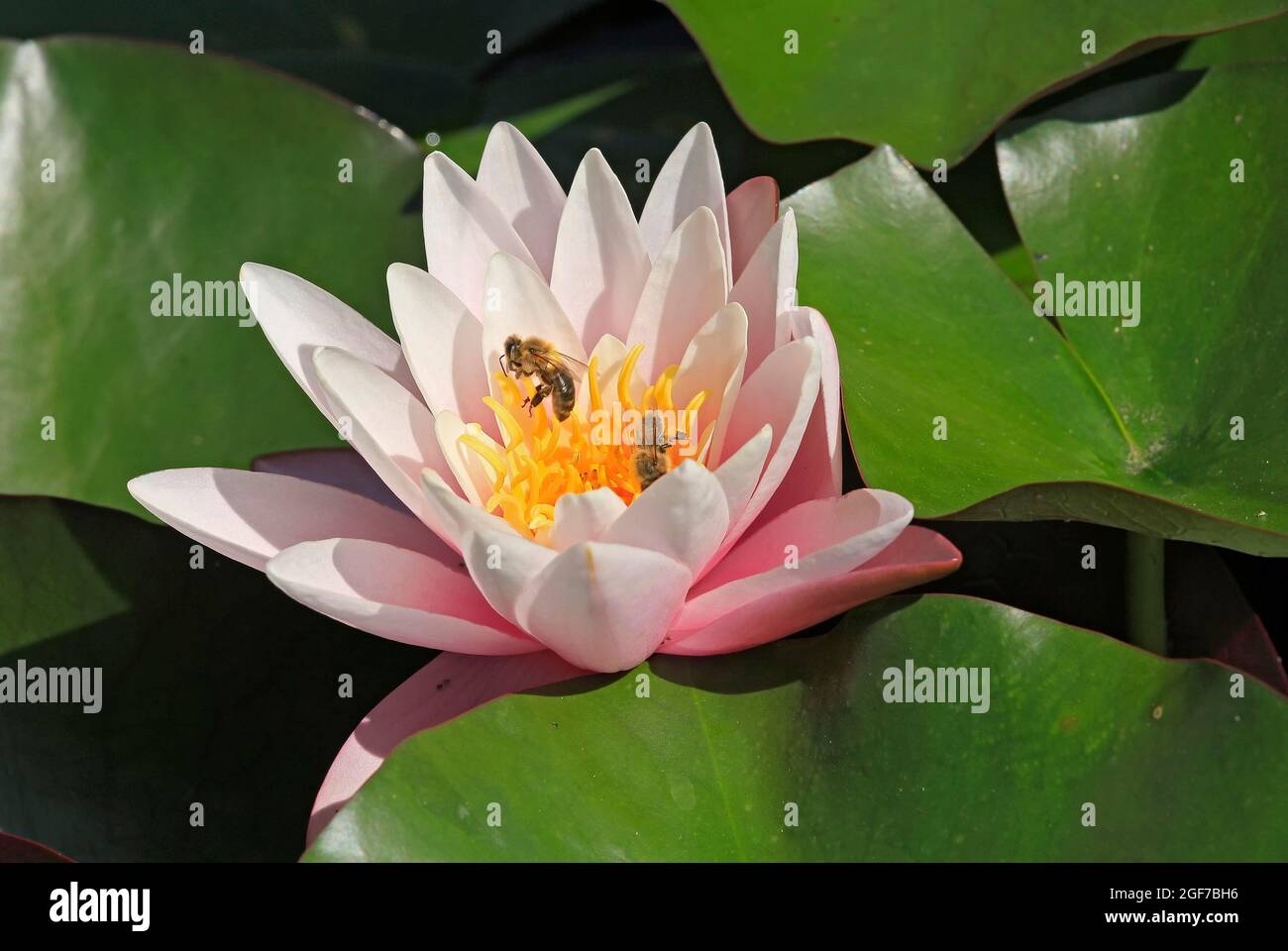 Lily flower bee hi-res stock photography and images - Alamy
