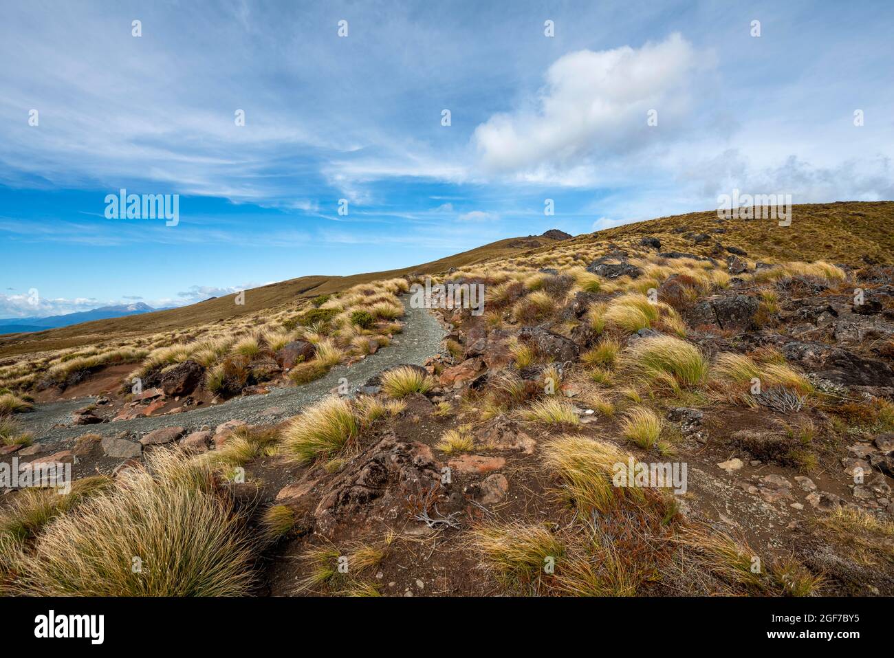 Hiking trail, Kepler Track, Great Walk, mountain landscape with grass ...