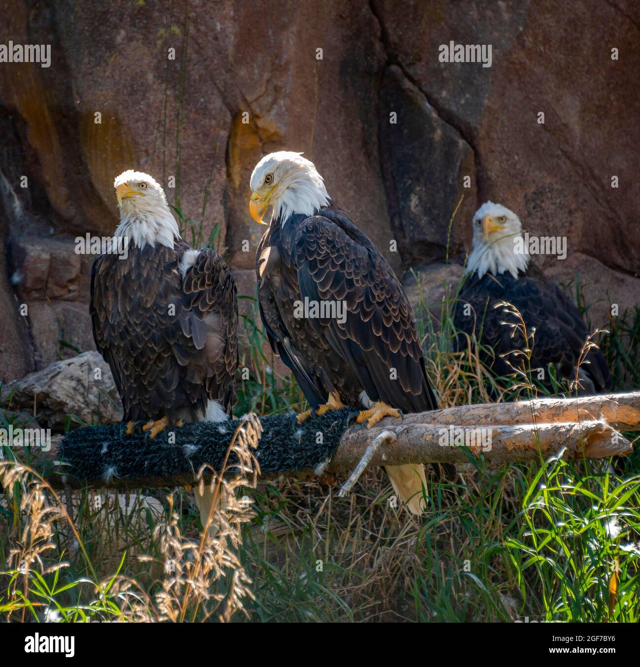 Two bald eagles (Haliaeetus leucocephalus) sitting on a branch, Grizzly ...