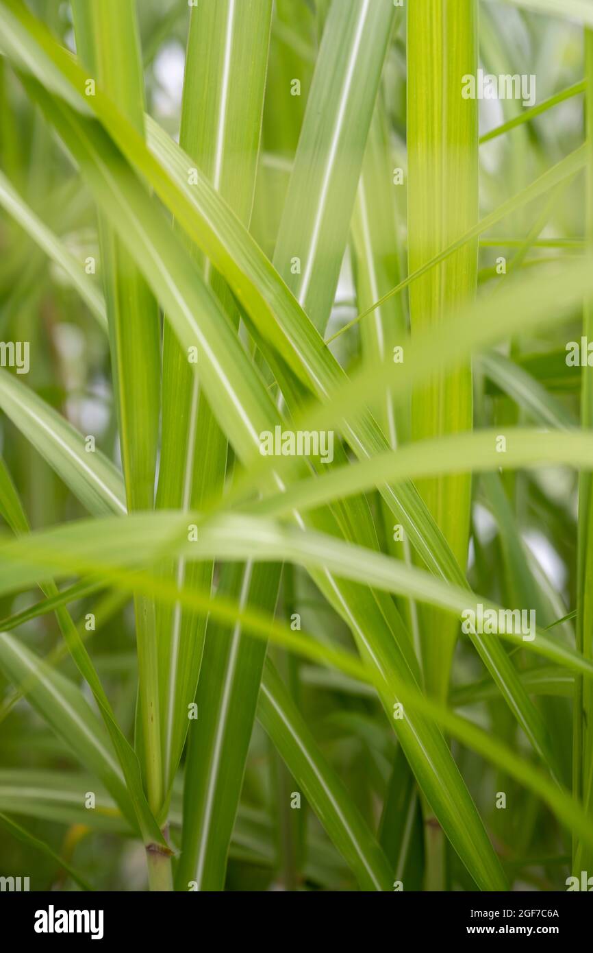 Chinese reed (Miscanthus giganteus) in early summer, Baden-Wuerttemberg ...