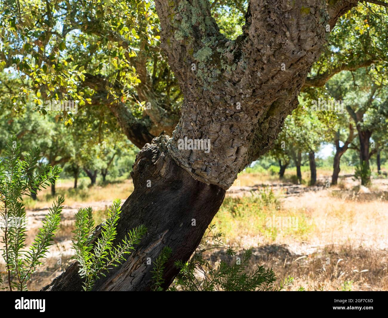 Cork oak (Quercus suber), Setubal District, Algarve, Portugal Stock ...
