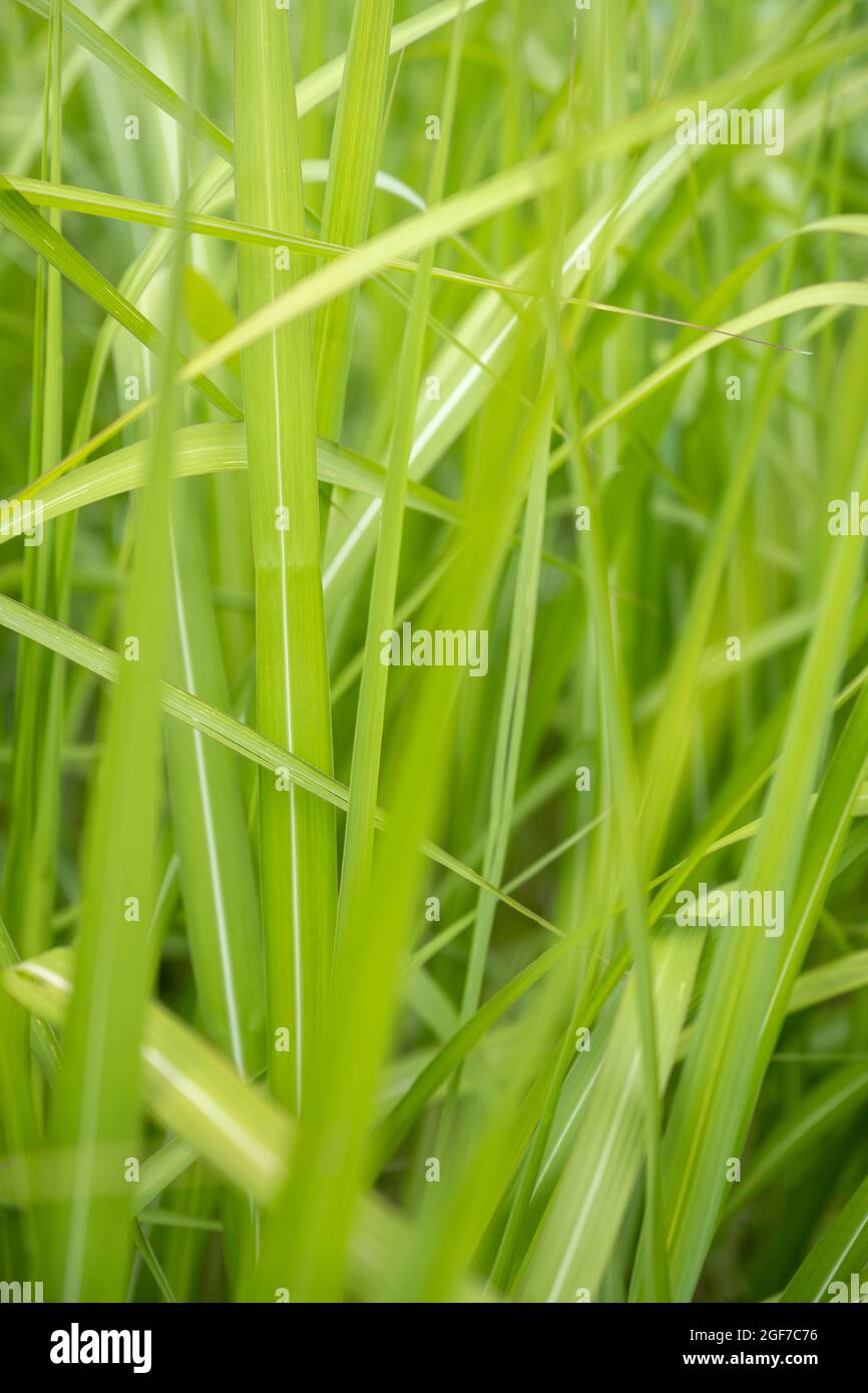 Chinese reed (Miscanthus giganteus) in early summer, Baden-Wuerttemberg ...