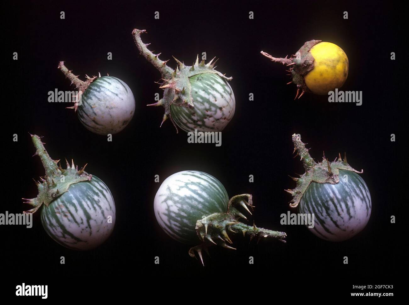 Solanum surattense burm: Solanum xanthocarpum: YEllow berried ...