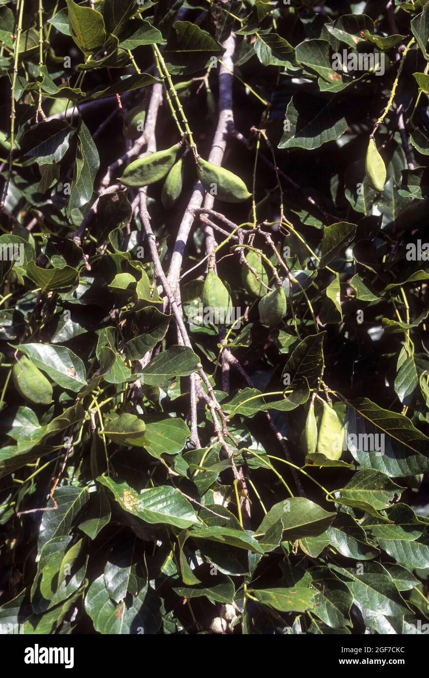 Pongamia pinnata (linn) pierre; Indian beech;Pongam oil tree Karanj ...