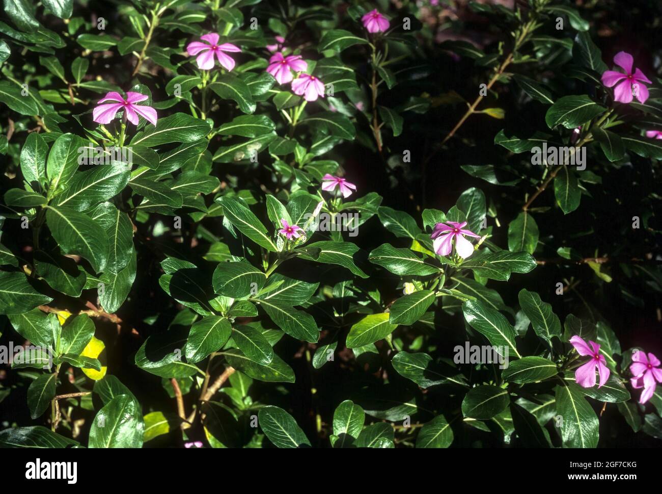 Periwinkle Indian Plant High Resolution Stock Photography and Images ...