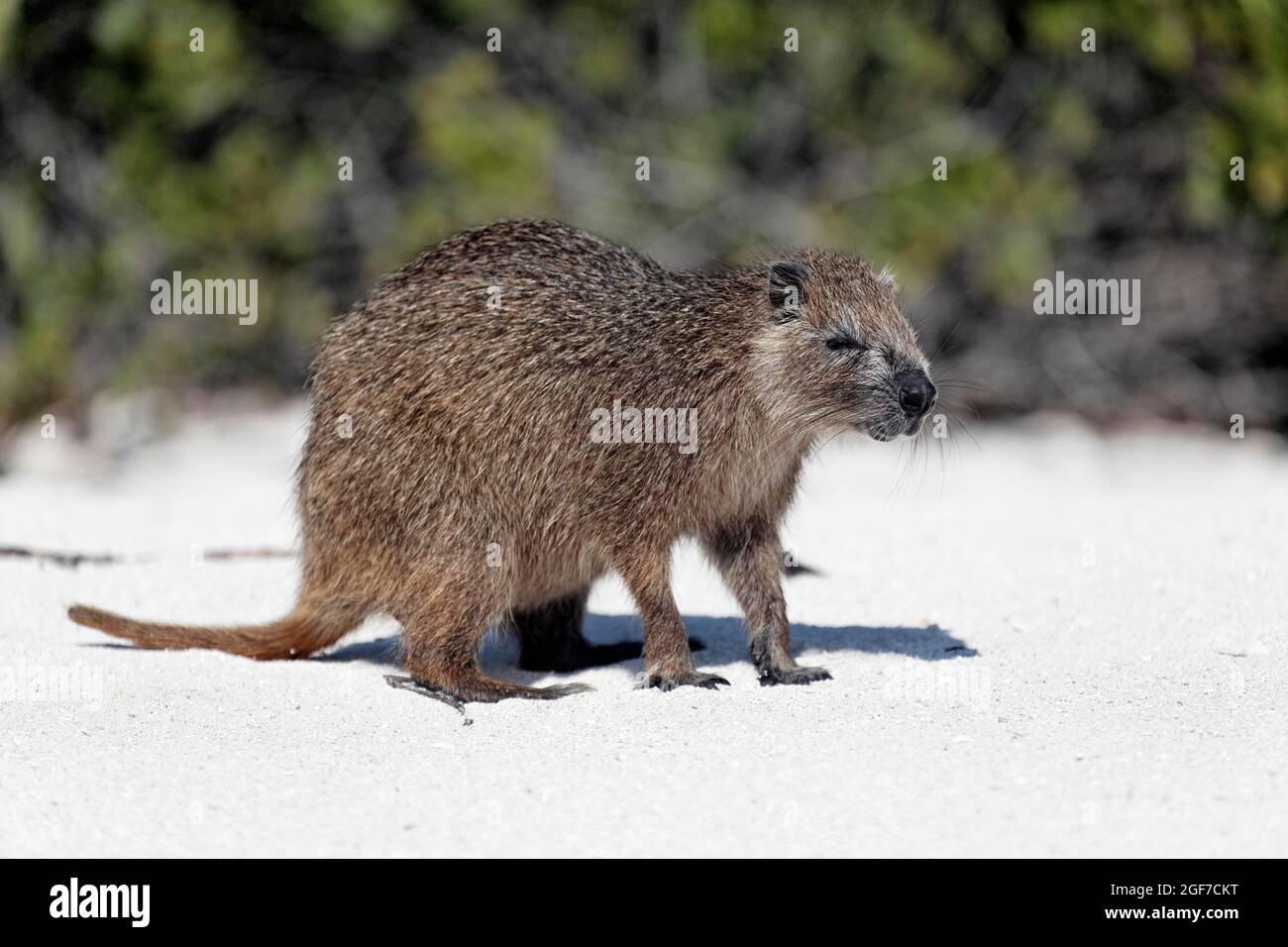 Caribbean rodent hi-res stock photography and images - Alamy