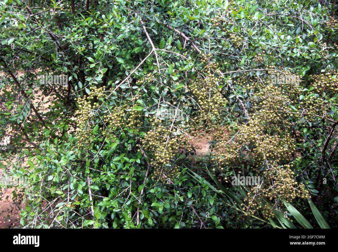 Lawsonia Inermis Hedge