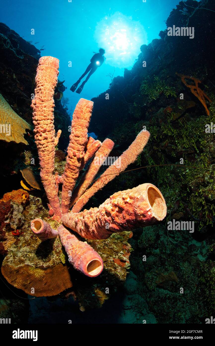Stove pipe Sponge (Aplysina archeri) on coral reef wall, backlit diver ...