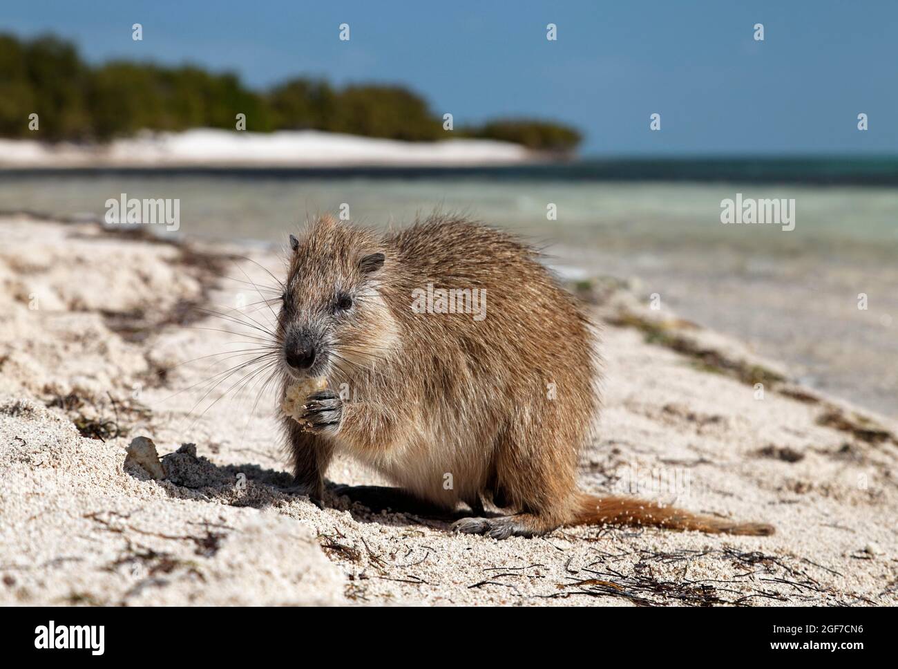 Caribbean rodent hi-res stock photography and images - Alamy