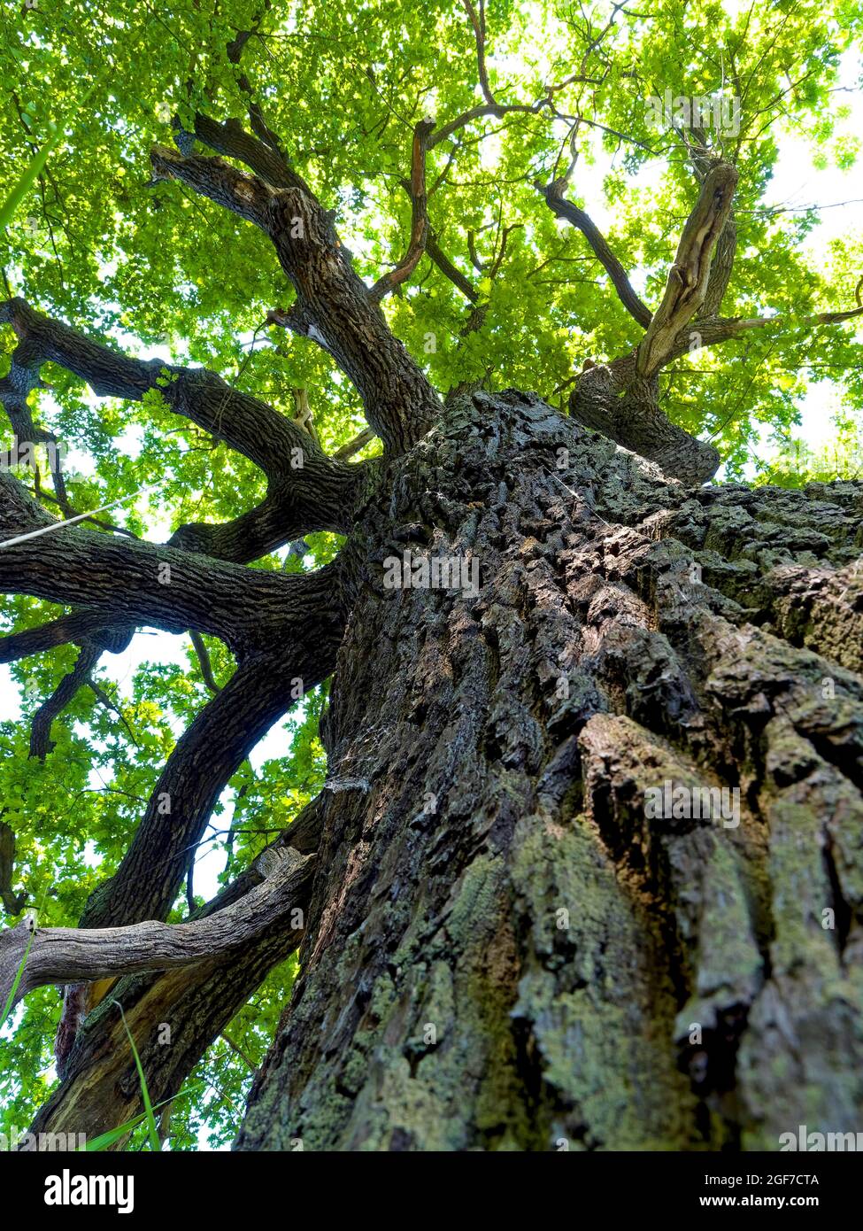 English oak (Quercus robur), trunk of an old gnarled oak, Upper Lusatia ...