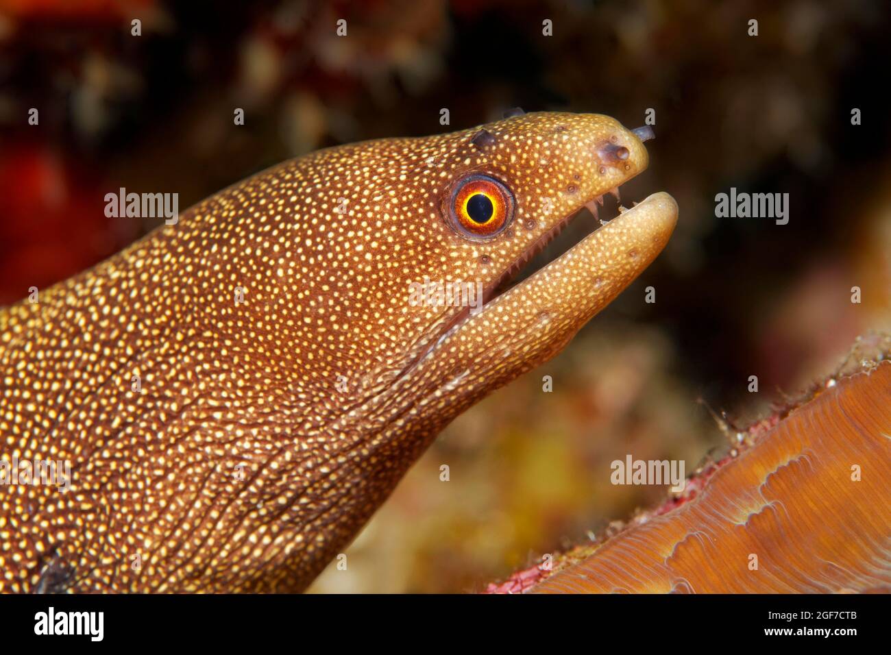 Golden-tailed moray eel (Gymnothorax miliaris), Caribbean Sea near ...