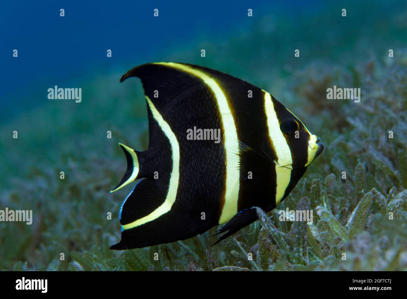 Juvenile Angelfish Caribbean