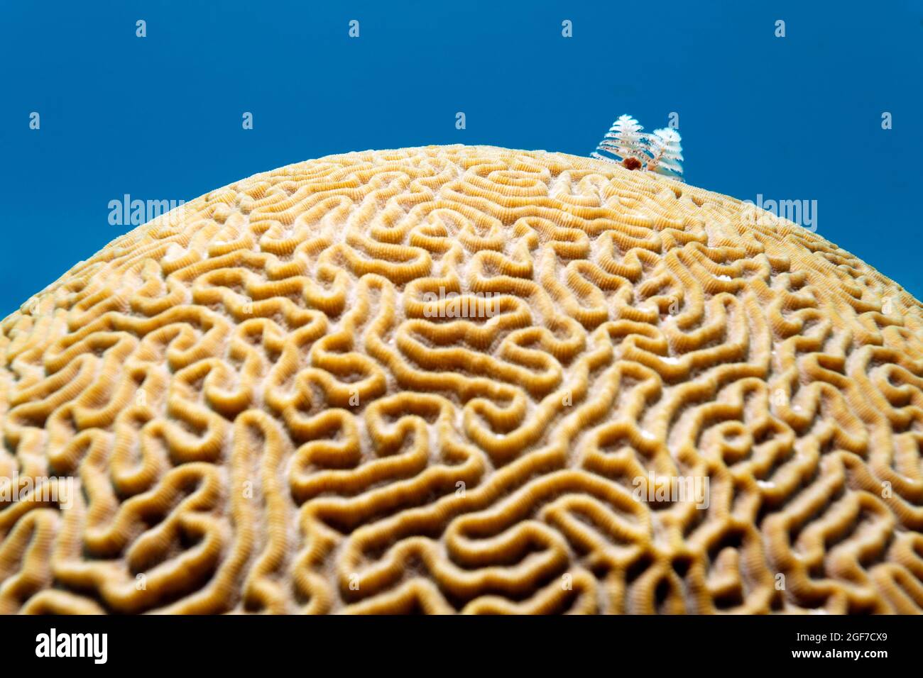 Boulder brain coral hi-res stock photography and images - Alamy