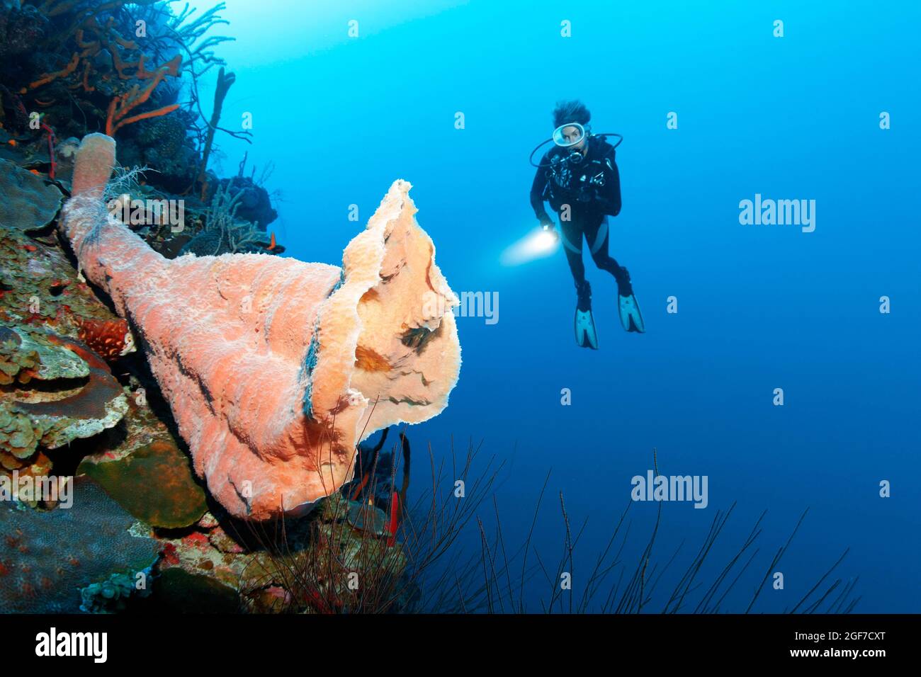 Diver looking at large pink vase sponge (Niphates digitalis), on coral ...