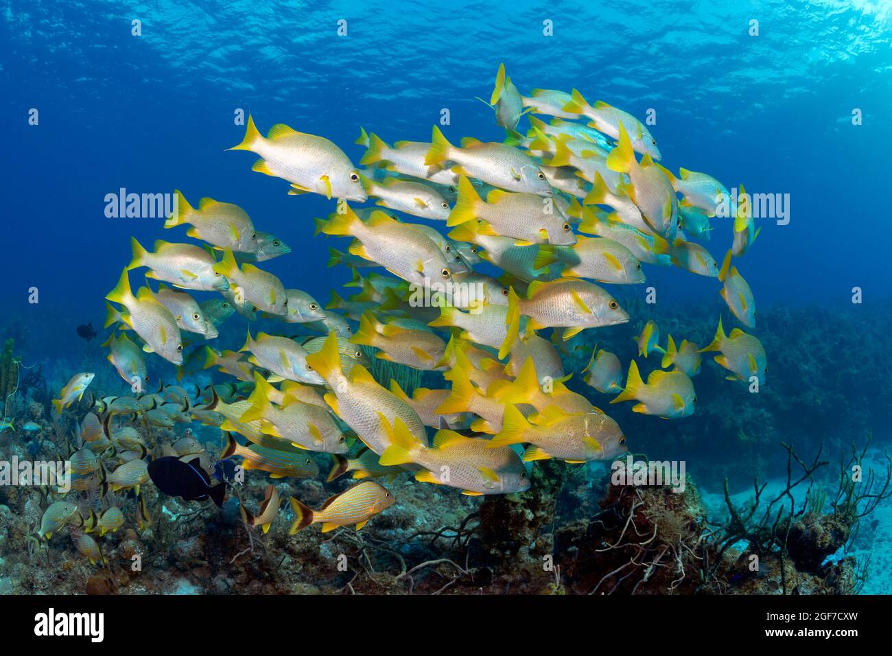 Schoolmaster snapper (Lutjanus apodus), Caribbean Sea near Maria la ...