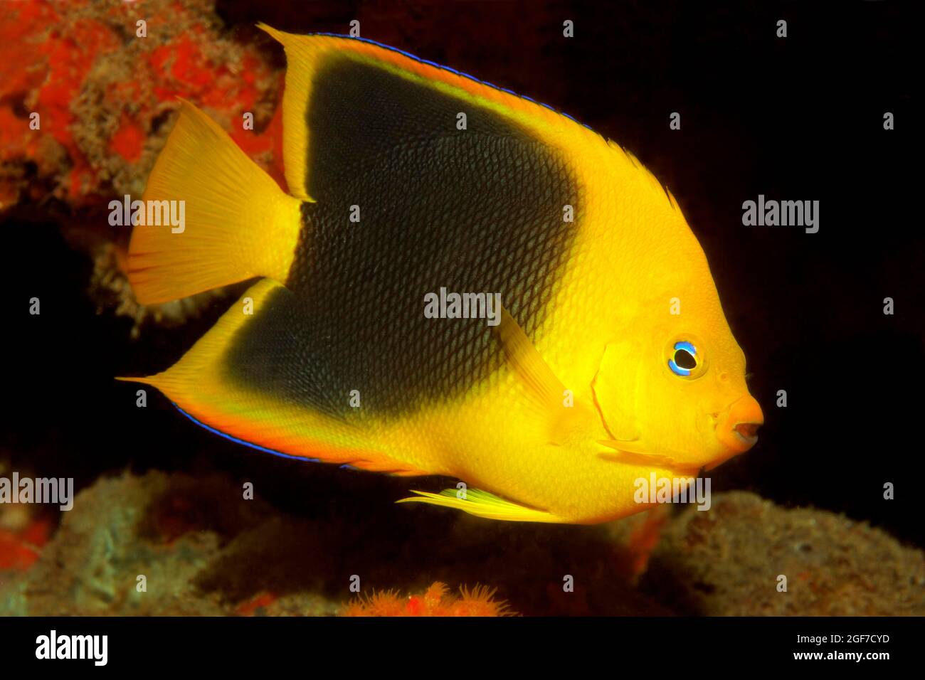 Rock beauty (Holacanthus tricolor), Caribbean Sea near Maria la Gorda ...