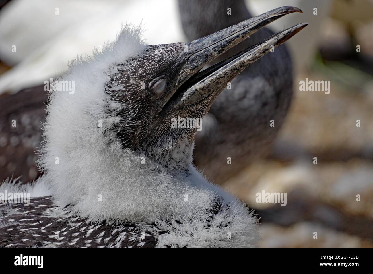 Gannet chick with open beak and closed eyes, juvenile plumage ...
