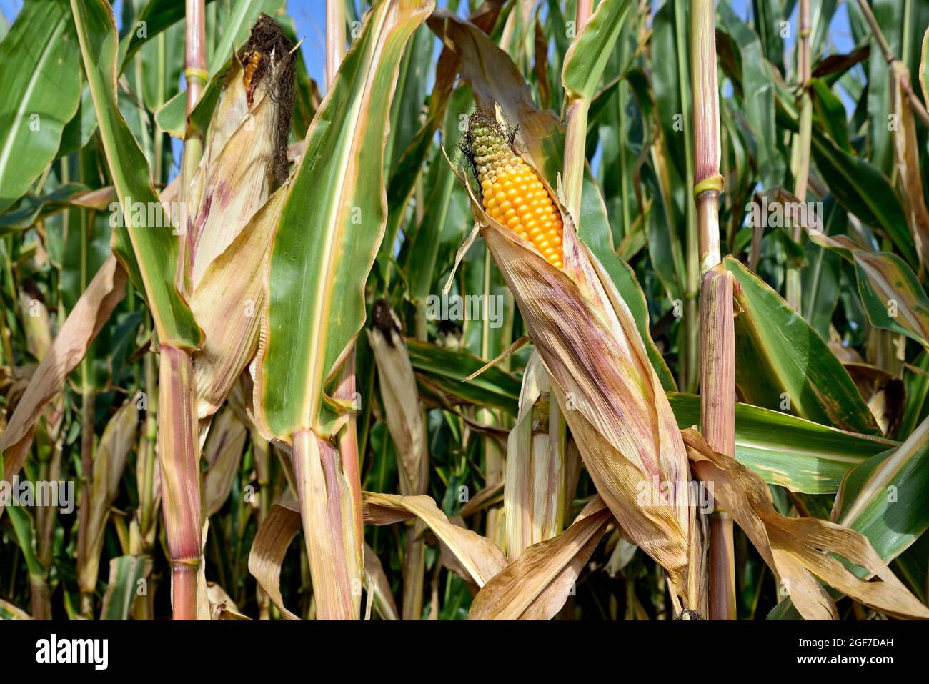 Corn, ripe maize corn cob, maize (Zea mays) field, North Rhine ...